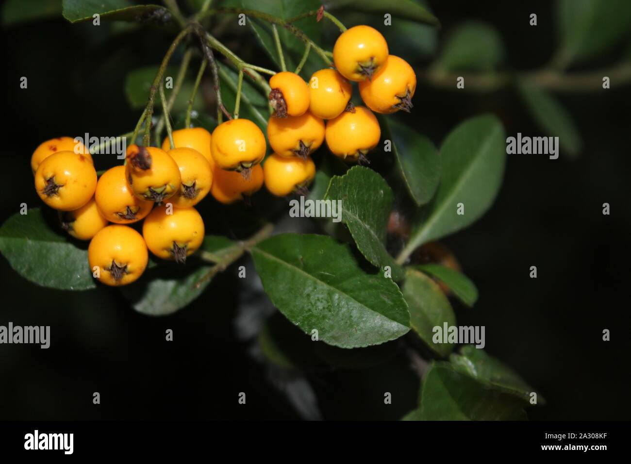hanging fruits with leaf image Stock Photo - Alamy