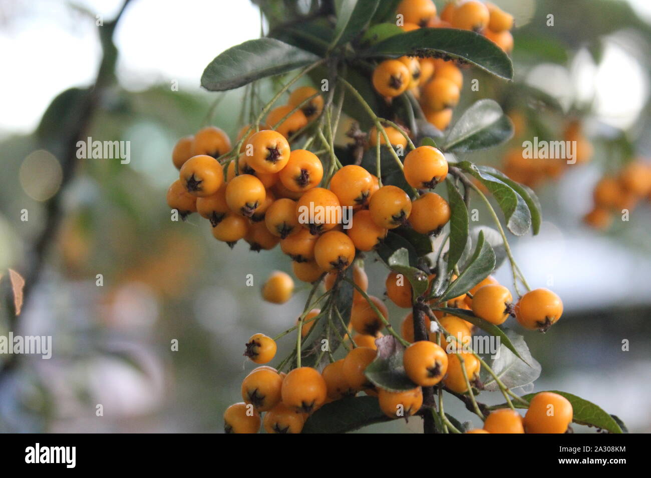 hanging fruits with leaf image Stock Photo - Alamy