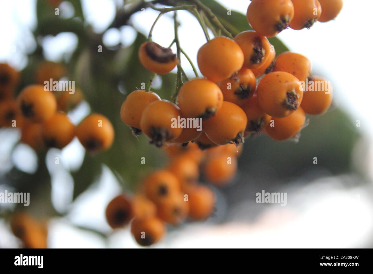 hanging fruits with leaf image Stock Photo - Alamy