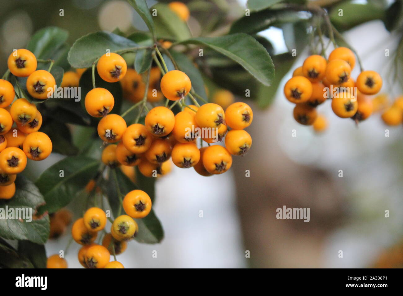 hanging fruits with leaf image Stock Photo - Alamy