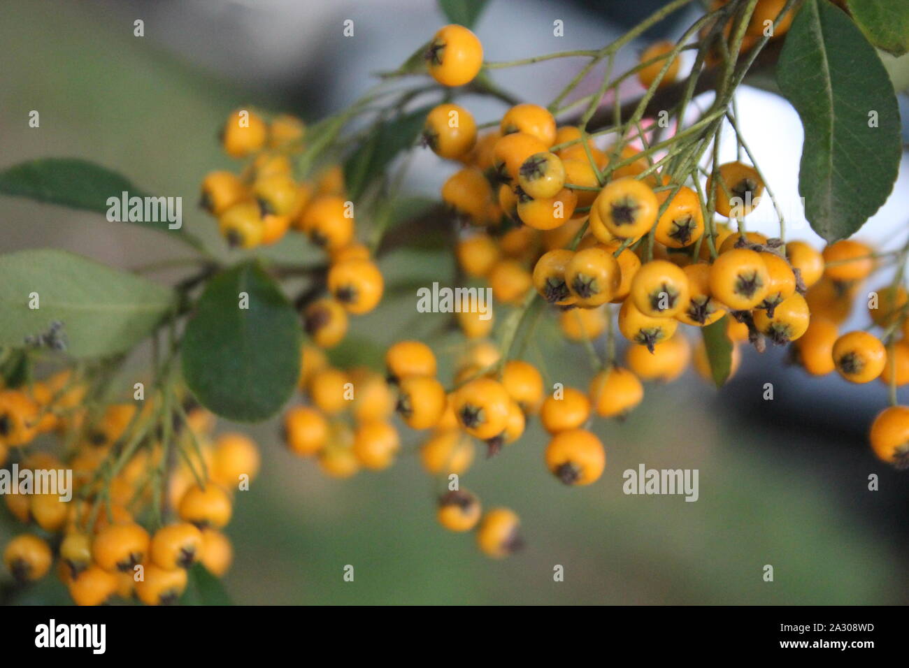 hanging fruits with leaf image Stock Photo - Alamy