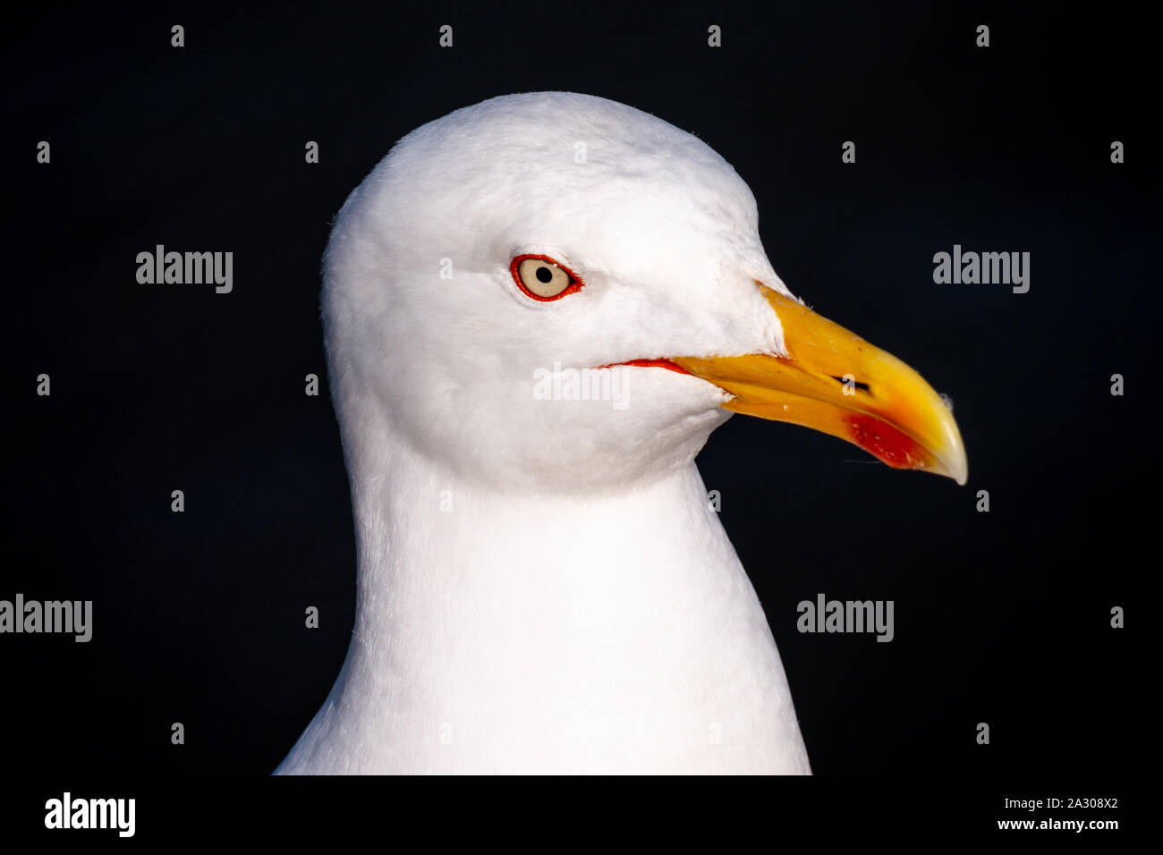 Seagull red beak hi-res stock photography and images - Alamy