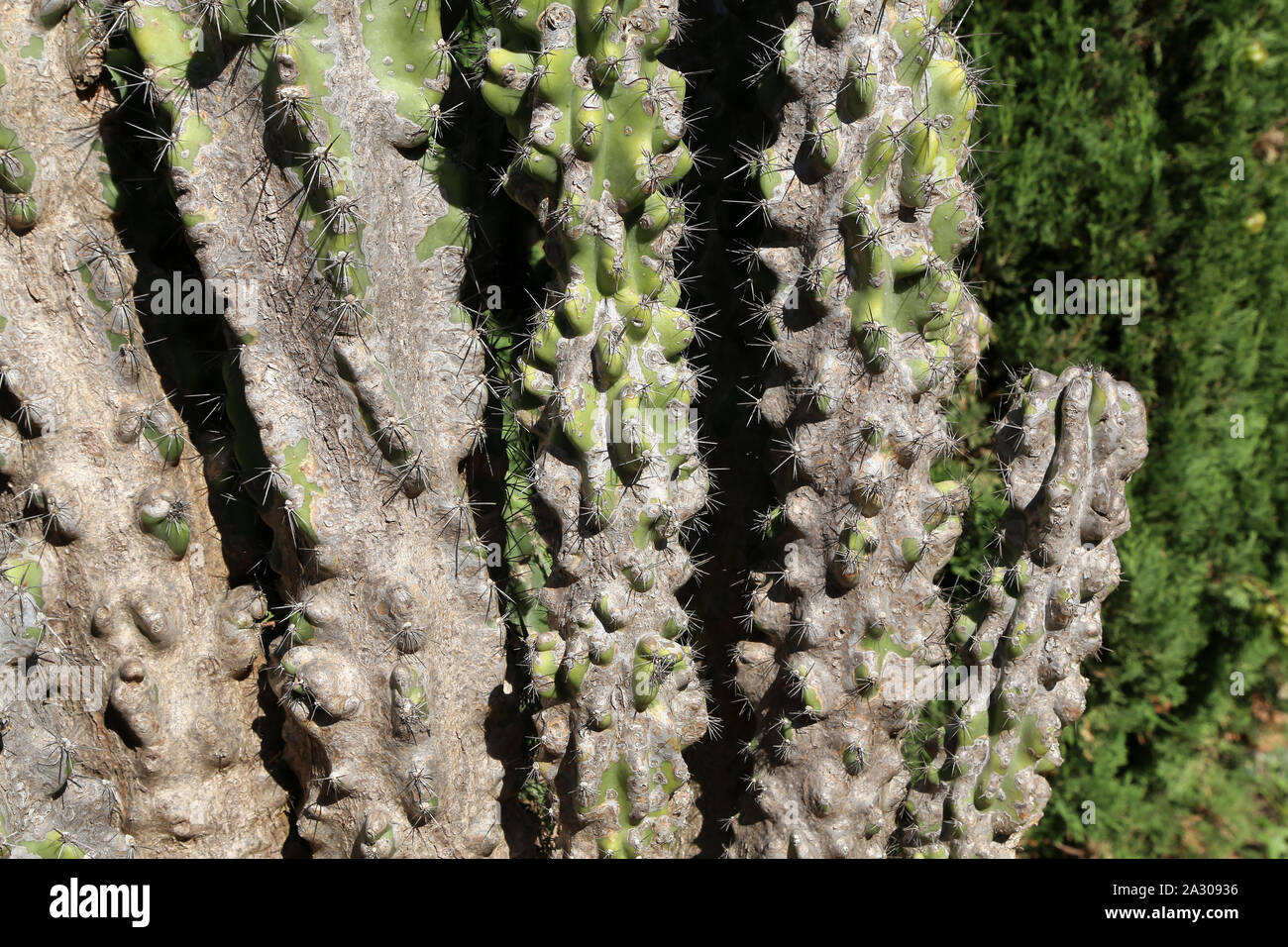 Green background plant full hi-res stock photography and images - Alamy