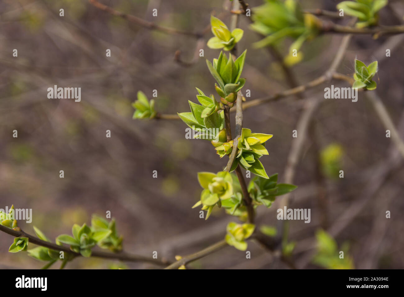 Tree branch with open buds,spring. Springtime. Bush buttons just ...