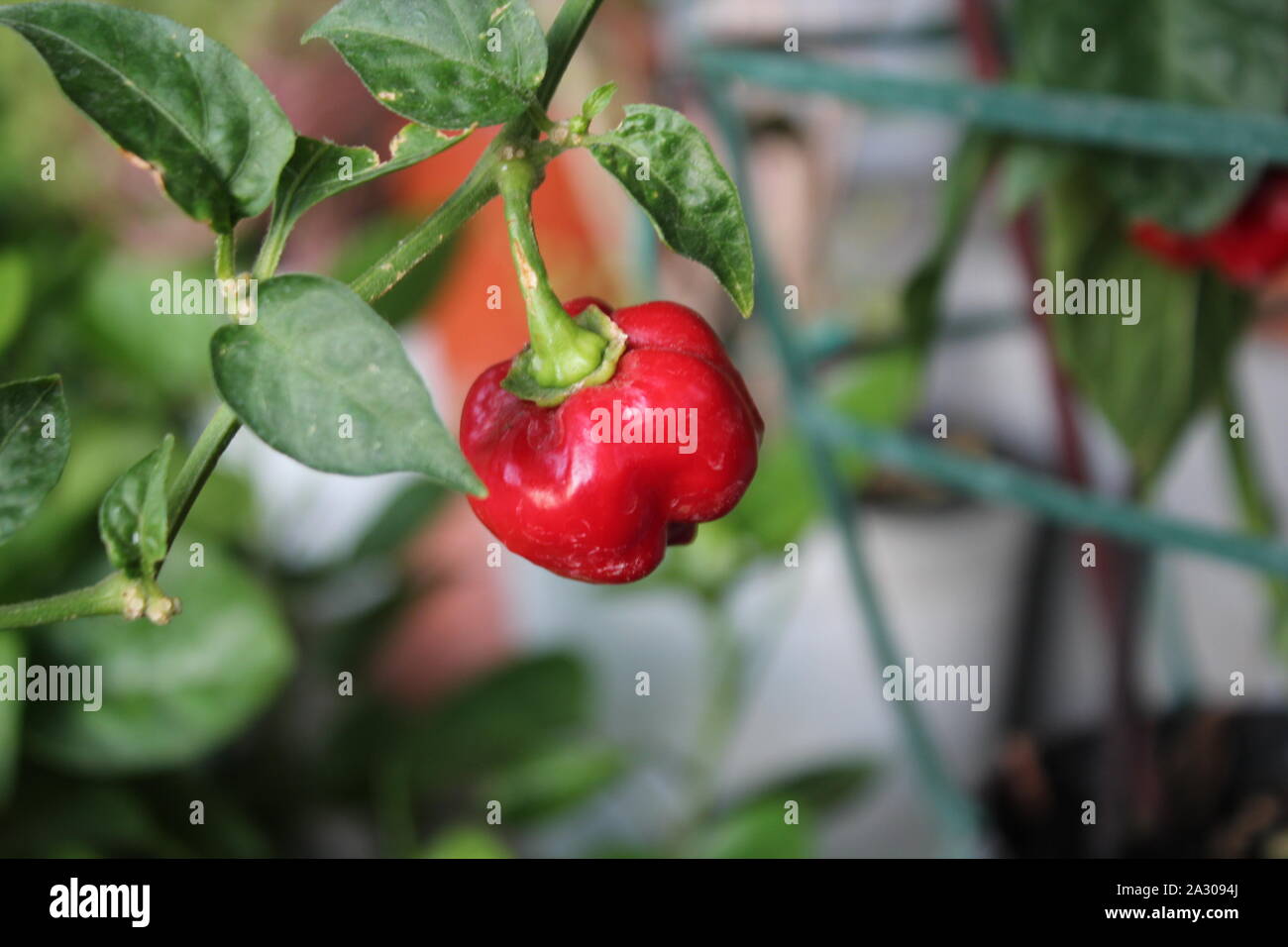 fresh red Chili beauty image Stock Photo - Alamy