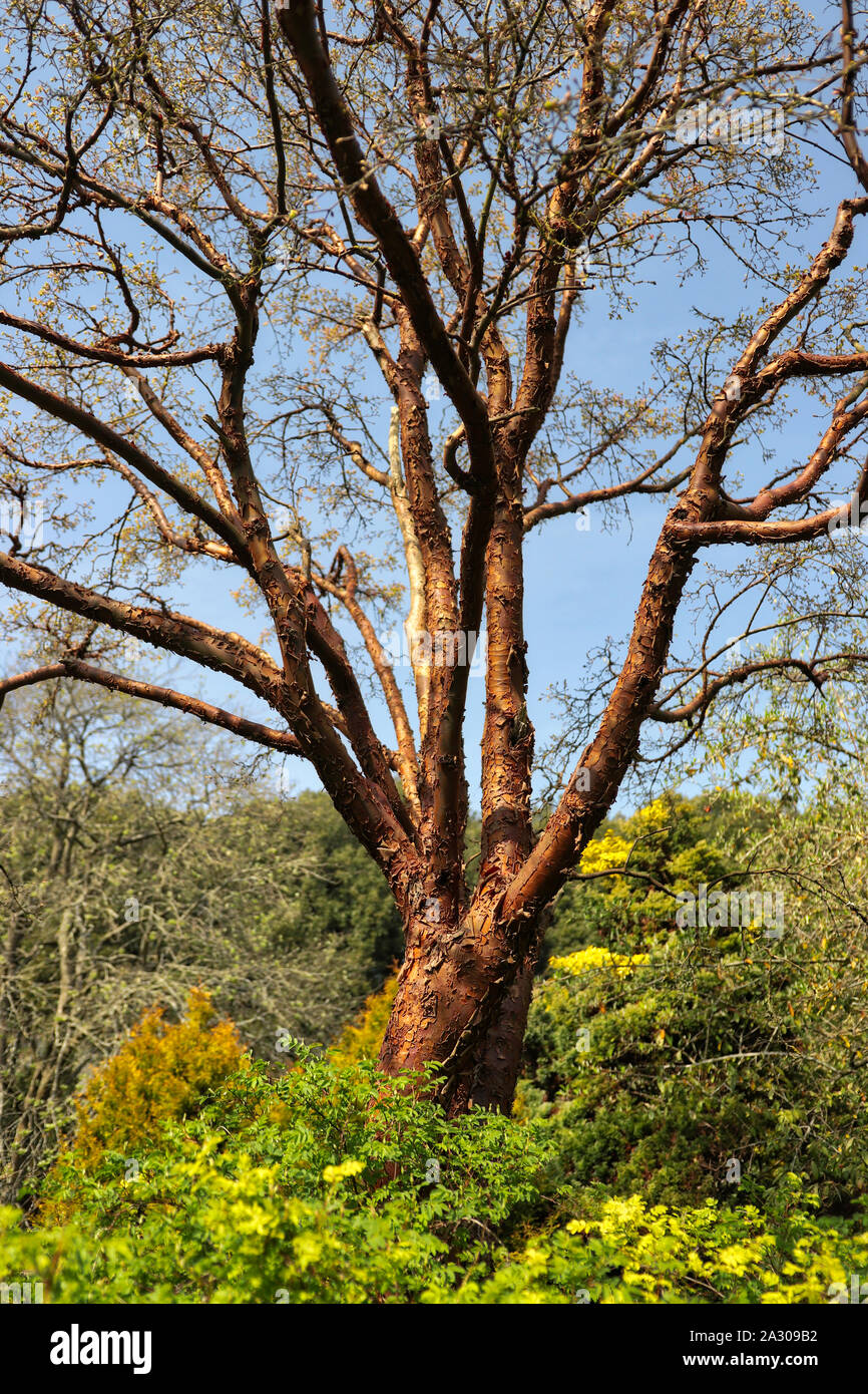 Plants, flowers and trees at Highdown Park, Worthing, West Sussex Stock ...