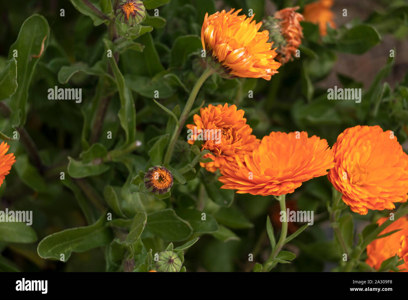 Orange Calendula flowers in flowerbed background with copy space Stock ...