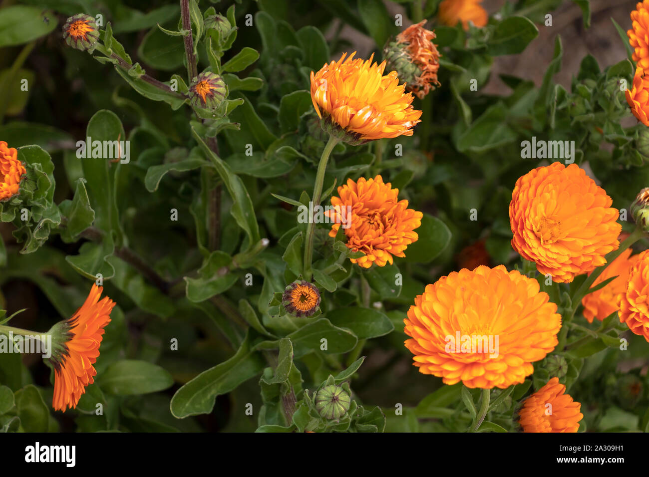 Orange Calendula flowers in flowerbed background with copy space Stock ...