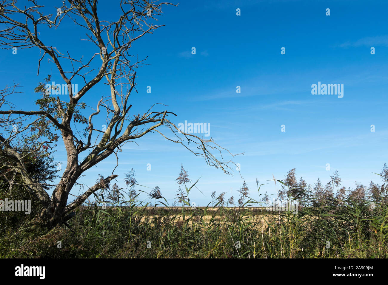 Dramatic tree highlighted by afternoon sun with the view across the ...