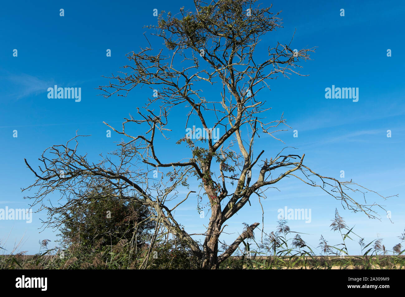 Dramatic tree highlighted by afternoon sun with the view across the ...