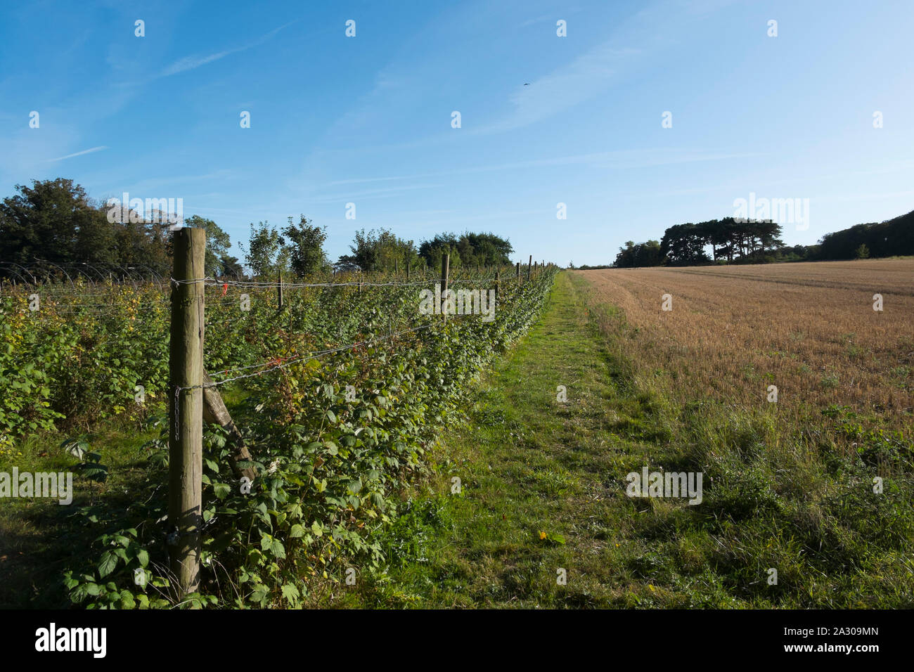 Raspberry bushes lined up in the PYO fields at Wiveton Hall Farm, North ...
