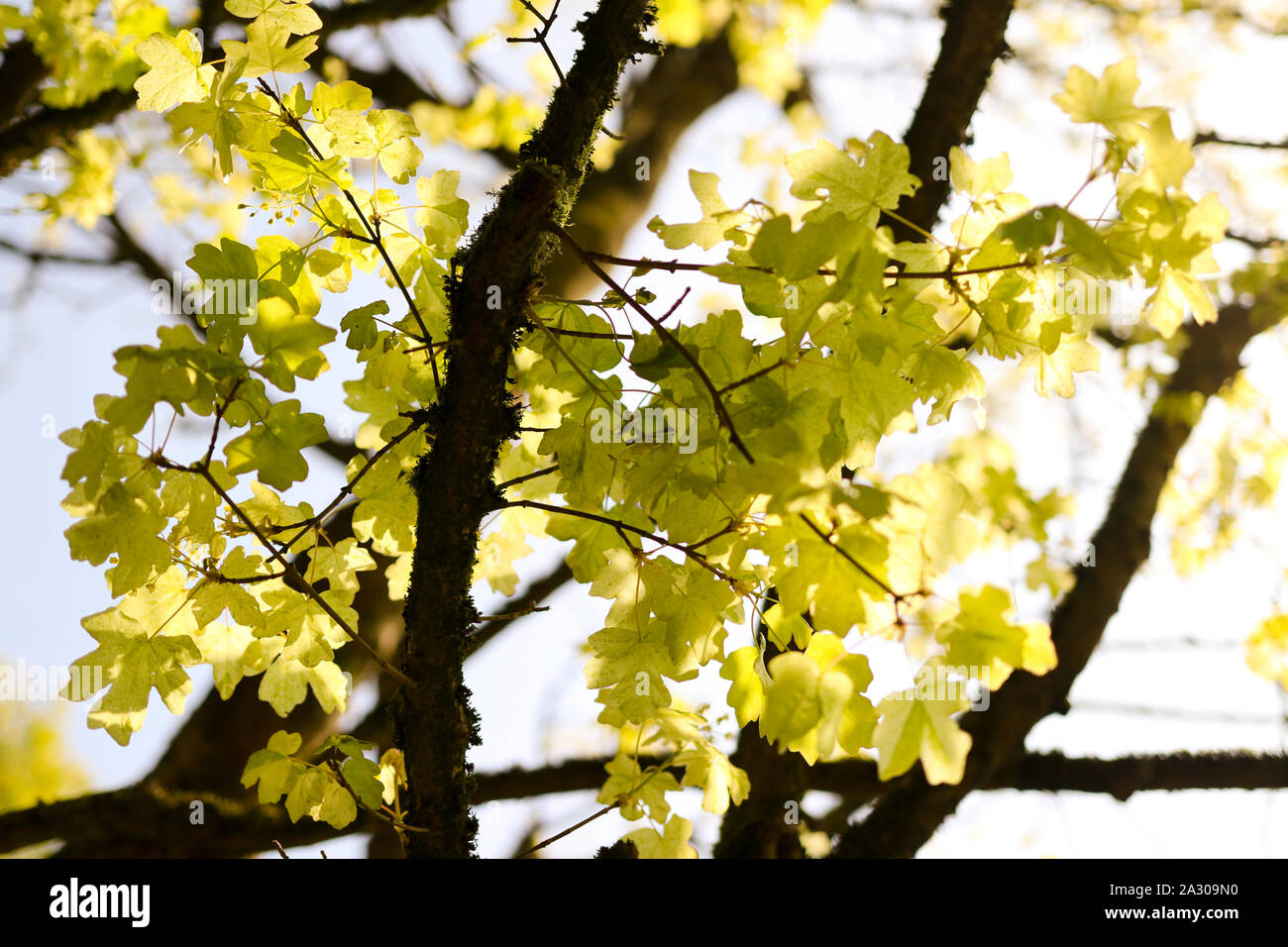 Plants, flowers and trees at Highdown Park, Worthing, West Sussex Stock ...