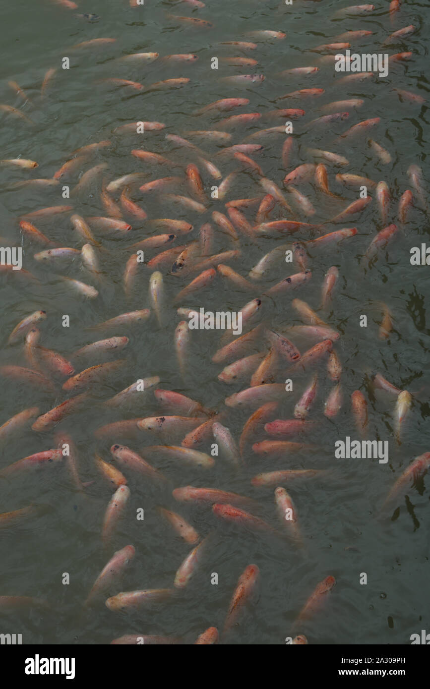Shoal of goldfish or koi carp Stock Photo - Alamy