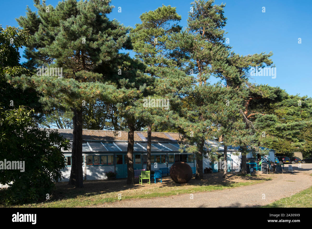Pine trees outside the entrance to the shop and cafe at Wiveton Hall ...