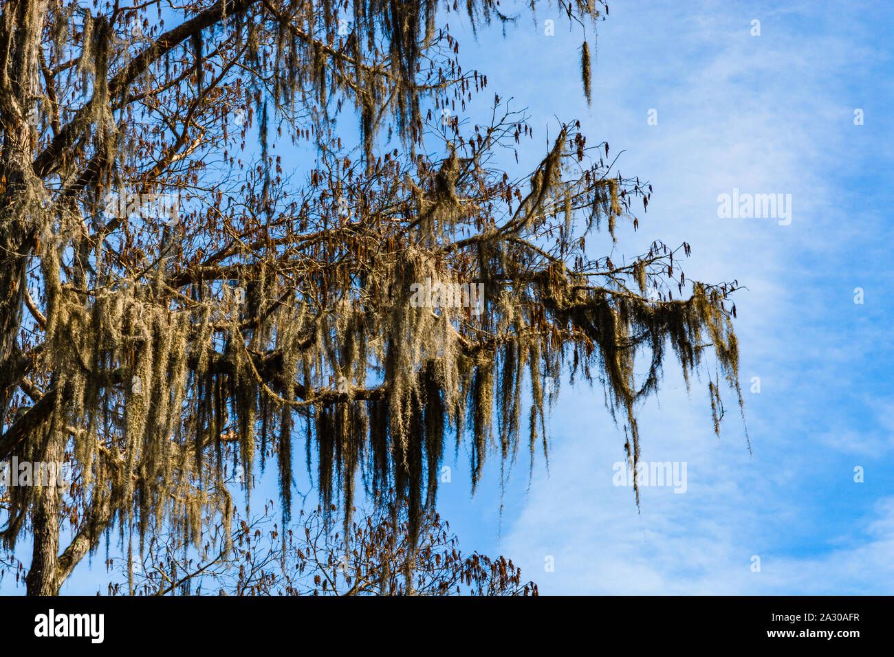 Close-up details of cypress trees branches from the swamps near New ...