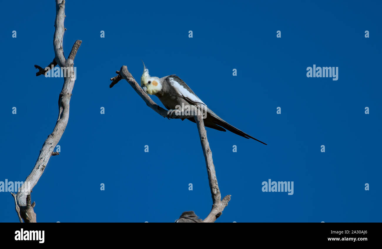 Cockatiel Branch High Resolution Stock Photography and Images - Alamy