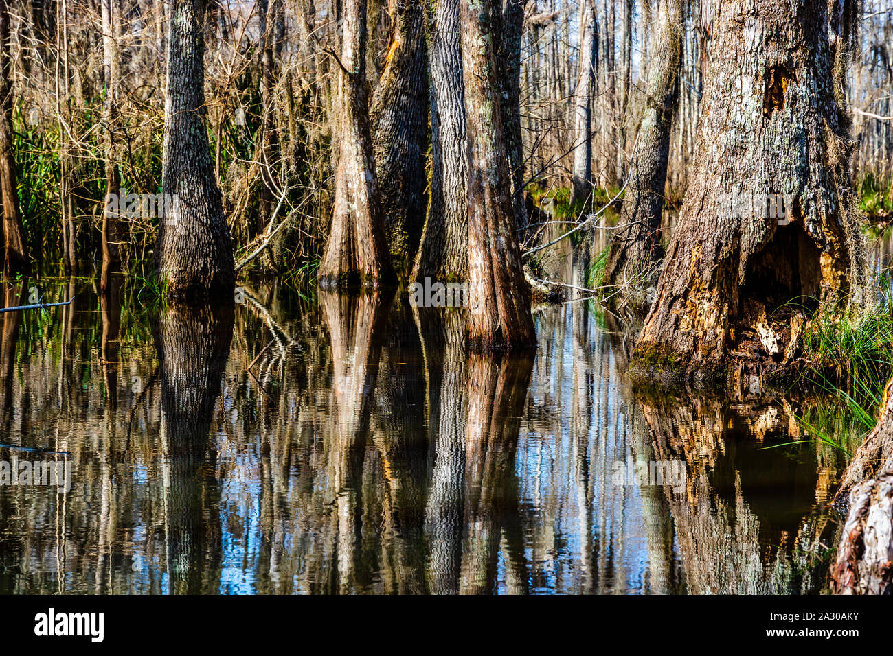 Cypress hollow tree trunks and their water reflections in the swamps ...