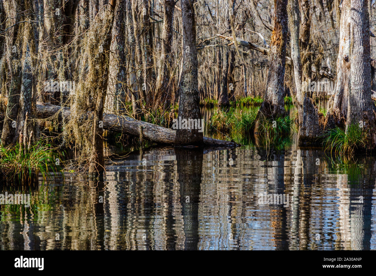 Louisiana Bayou High Resolution Stock Photography and Images - Alamy