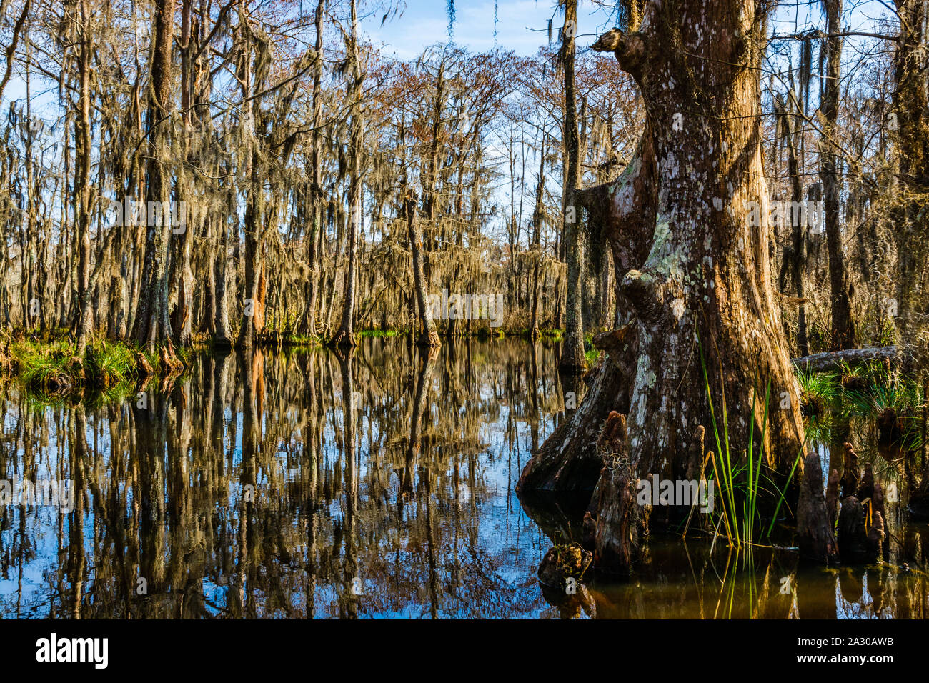 Cypress tree trunks and their water reflections in the swamps near New ...