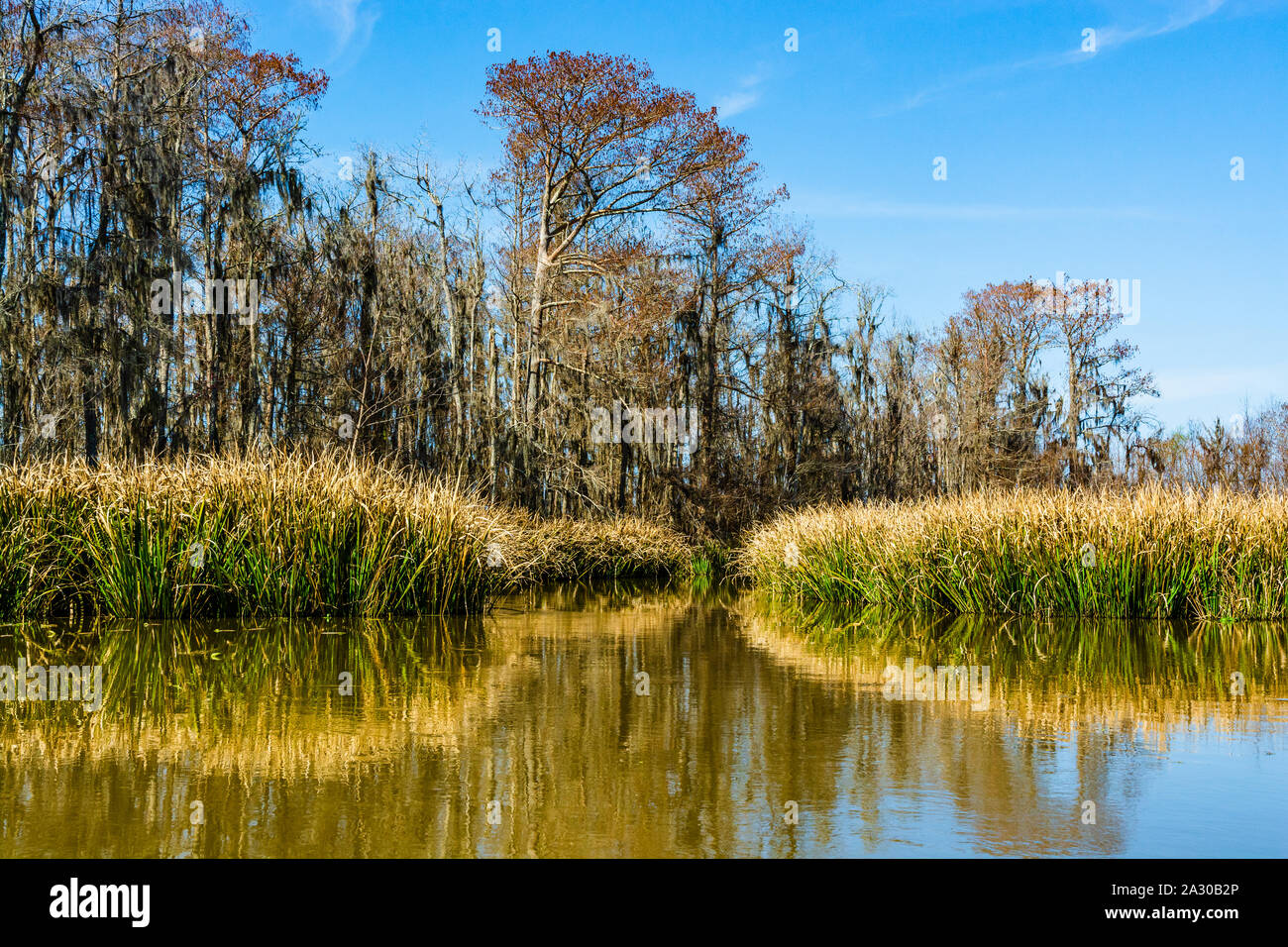 Swamp New Orleans High Resolution Stock Photography and Images - Alamy