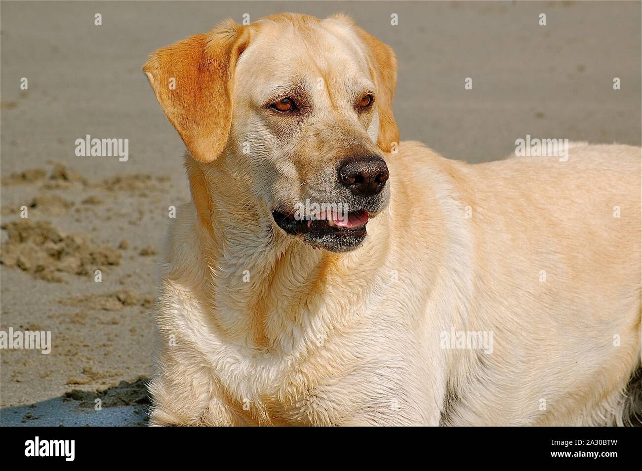 Locquirec Golden Labrador 250311 Stock Photo - Alamy