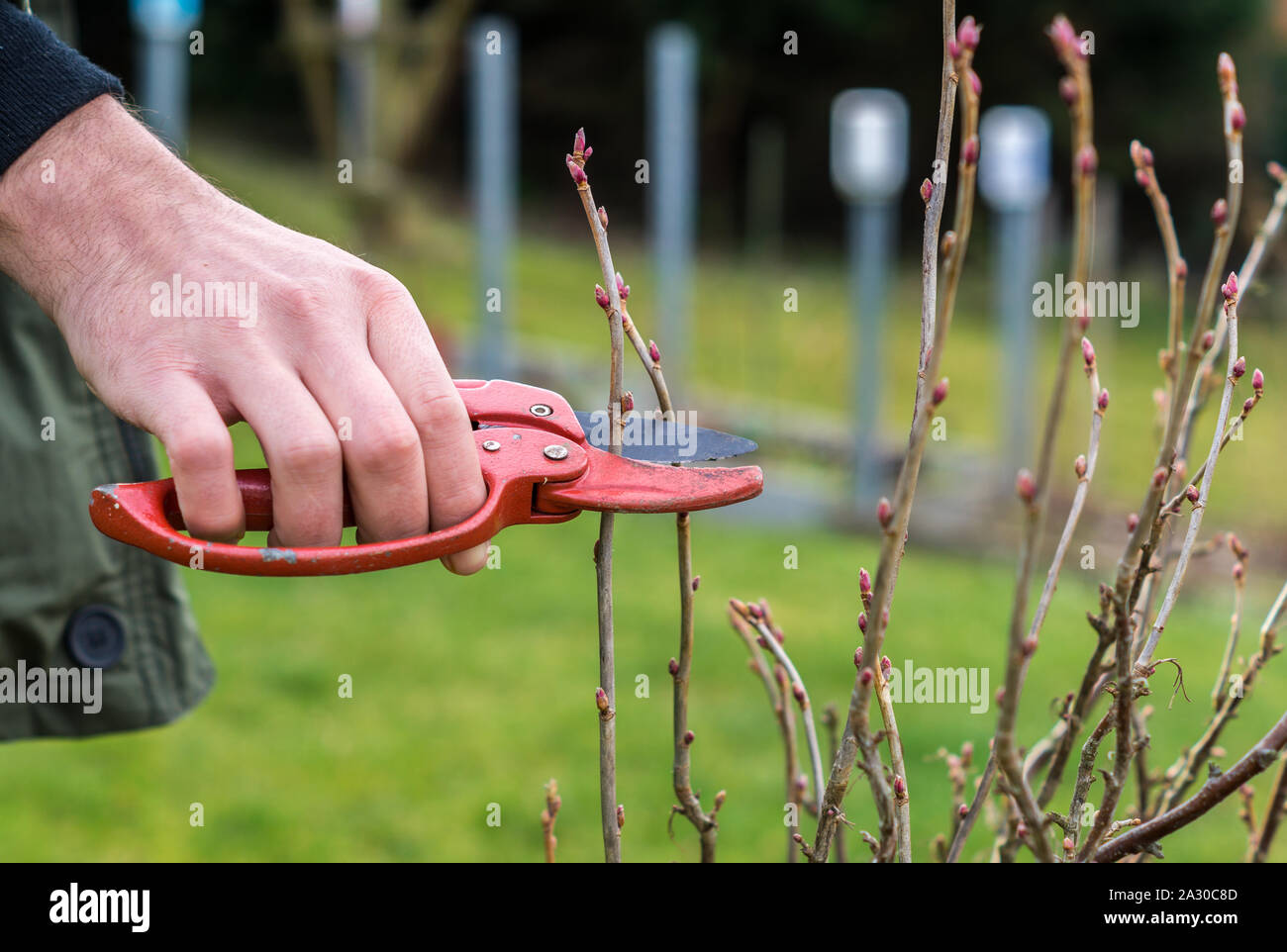 Spring roses in nursery rose hi-res stock photography and images - Alamy