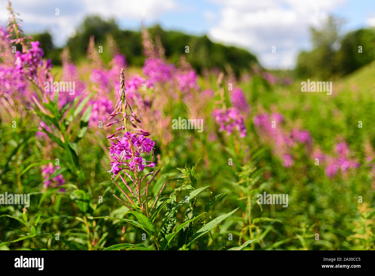 Fireweed bloom in summer hi-res stock photography and images - Alamy
