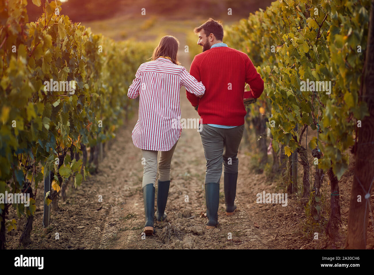 Wine and grapes. Smiling man and woman walking in between rows of vines ...