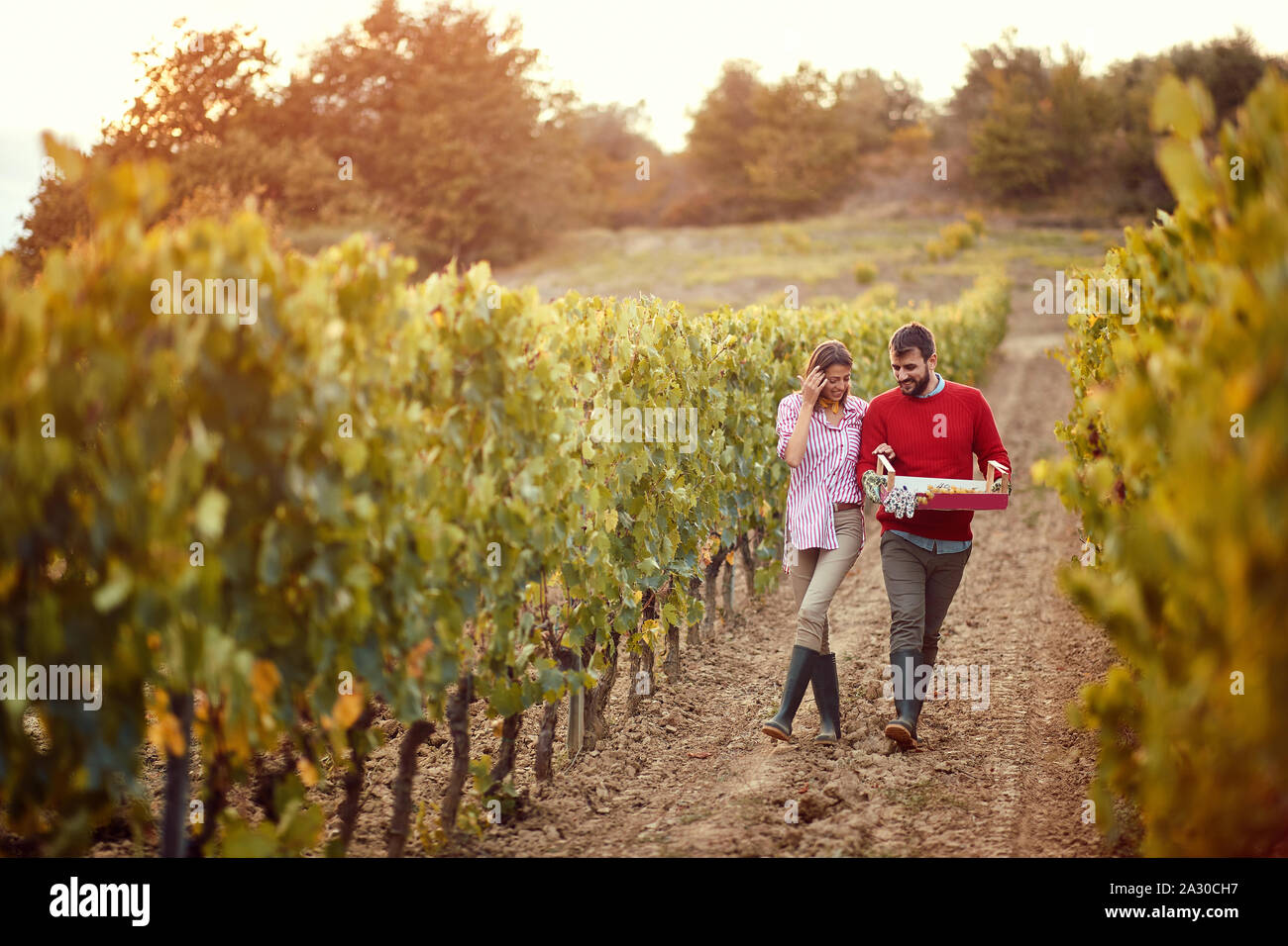 wine grapes in a vineyard. Smiling man and woman walking in between ...