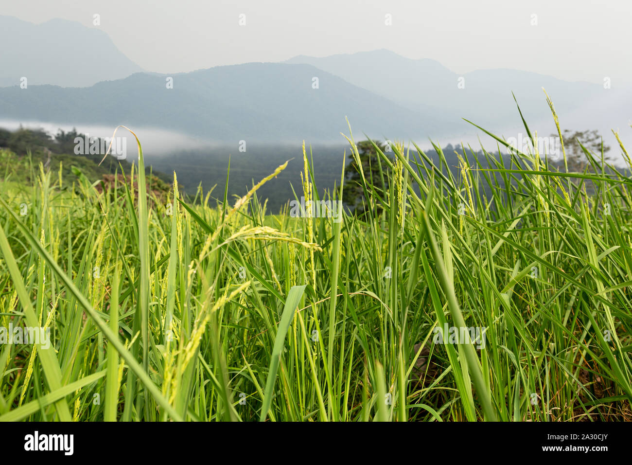 Beautiful mist mountain over the paddy fields in Petchabun Thailand ...