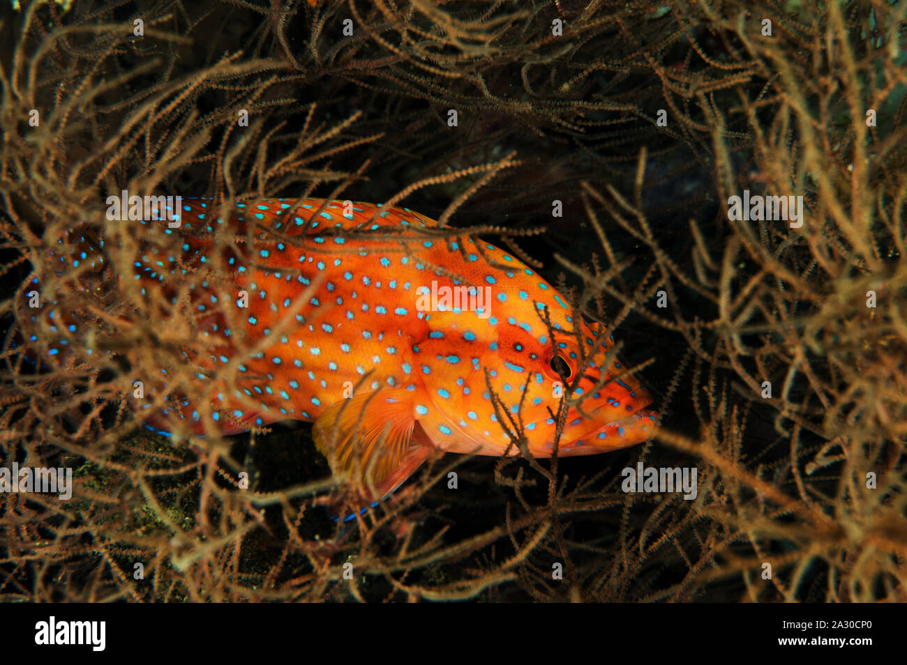 Coral grouper, Cephalopolis miniata, Sulawesi Indonesia Stock Photo - Alamy