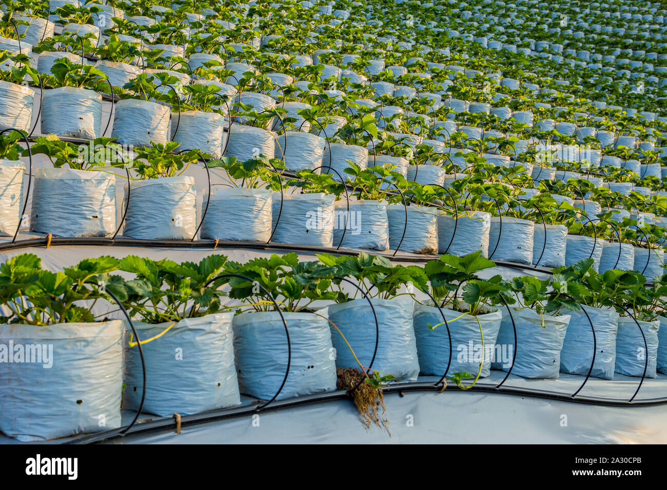 Field agriculture in stairs hi-res stock photography and images - Alamy