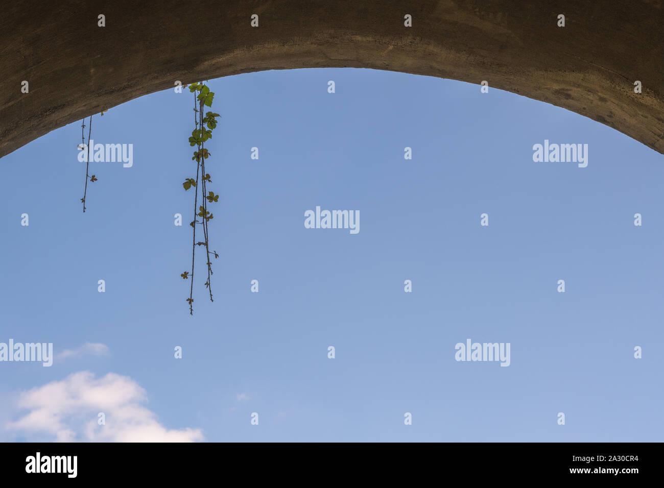 Branch hanging down a bridge Stock Photo - Alamy