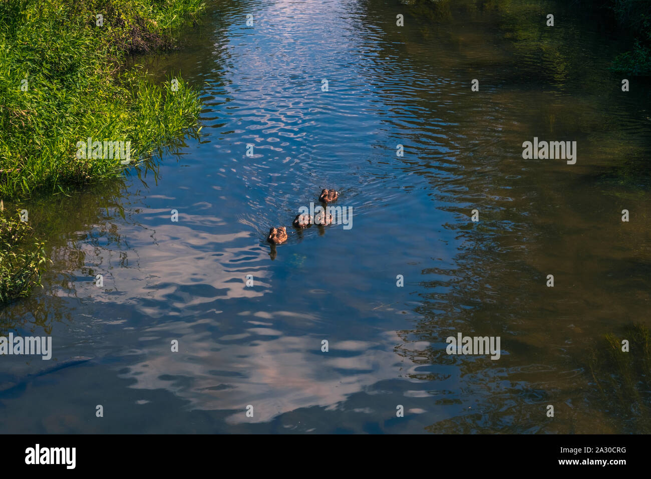 Stream pond and river bird hi-res stock photography and images - Alamy
