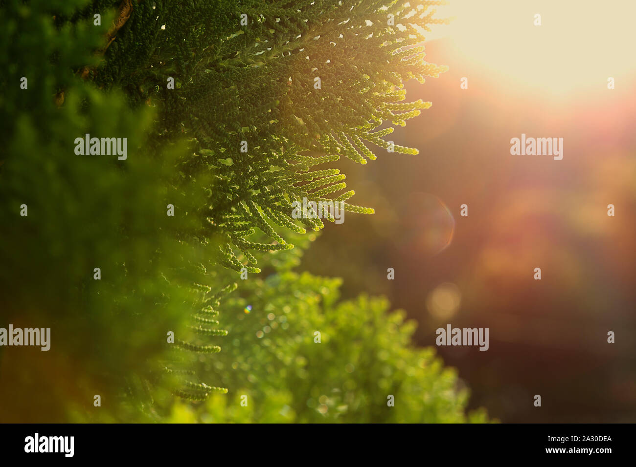 sunlight over the garden Stock Photo - Alamy
