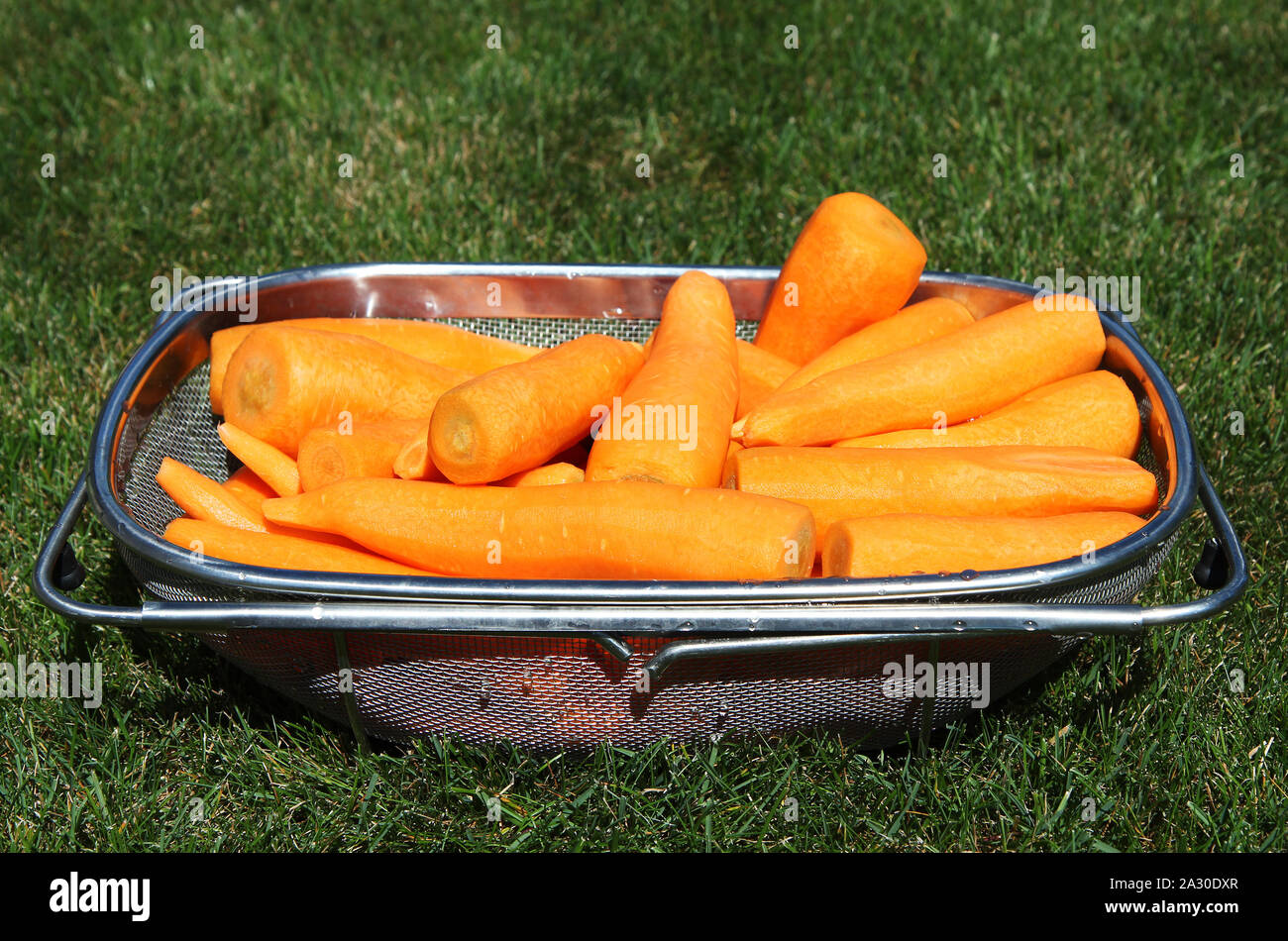 Carrots, vegetables. (CTK Photo/Marketa Hofmanova Stock Photo - Alamy