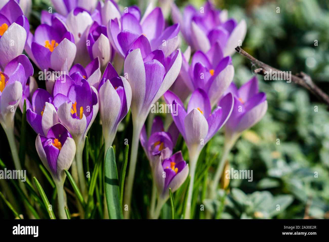 Early flowering crocuses Stock Photo - Alamy