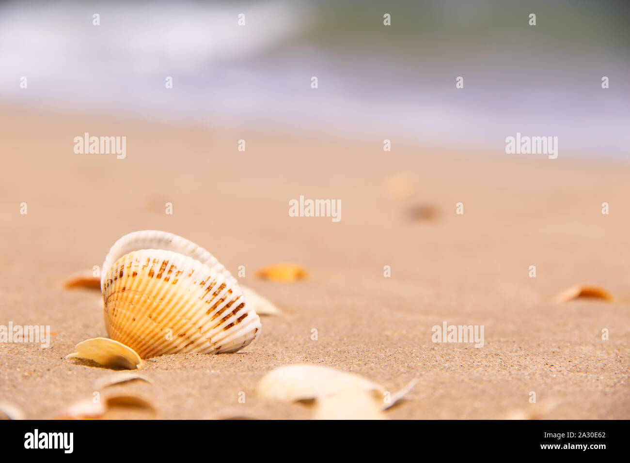 Beautiful shells hi-res stock photography and images - Alamy