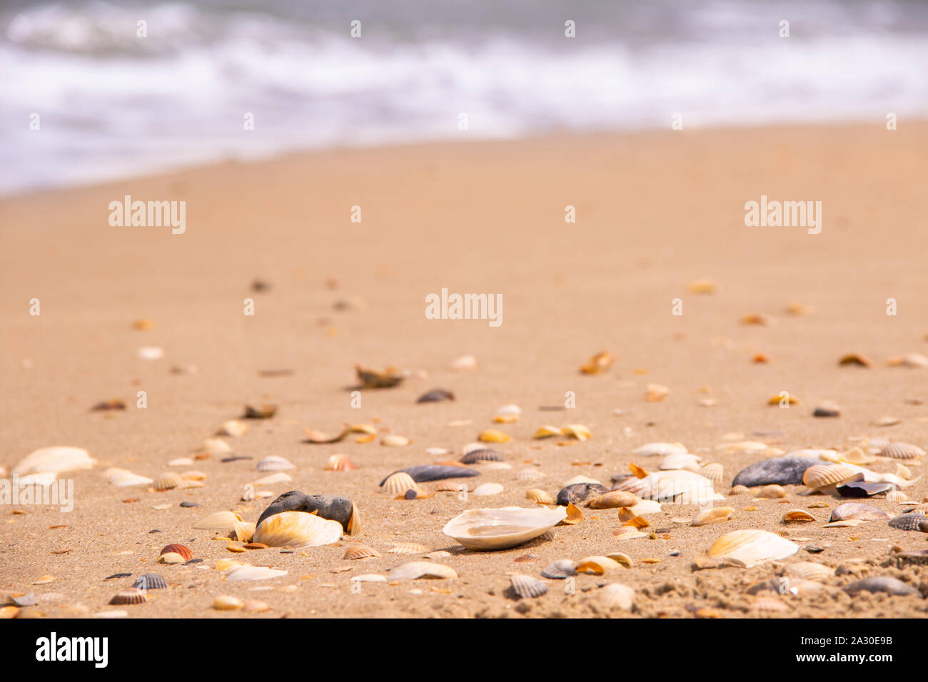 Strewn with shells hi-res stock photography and images - Alamy