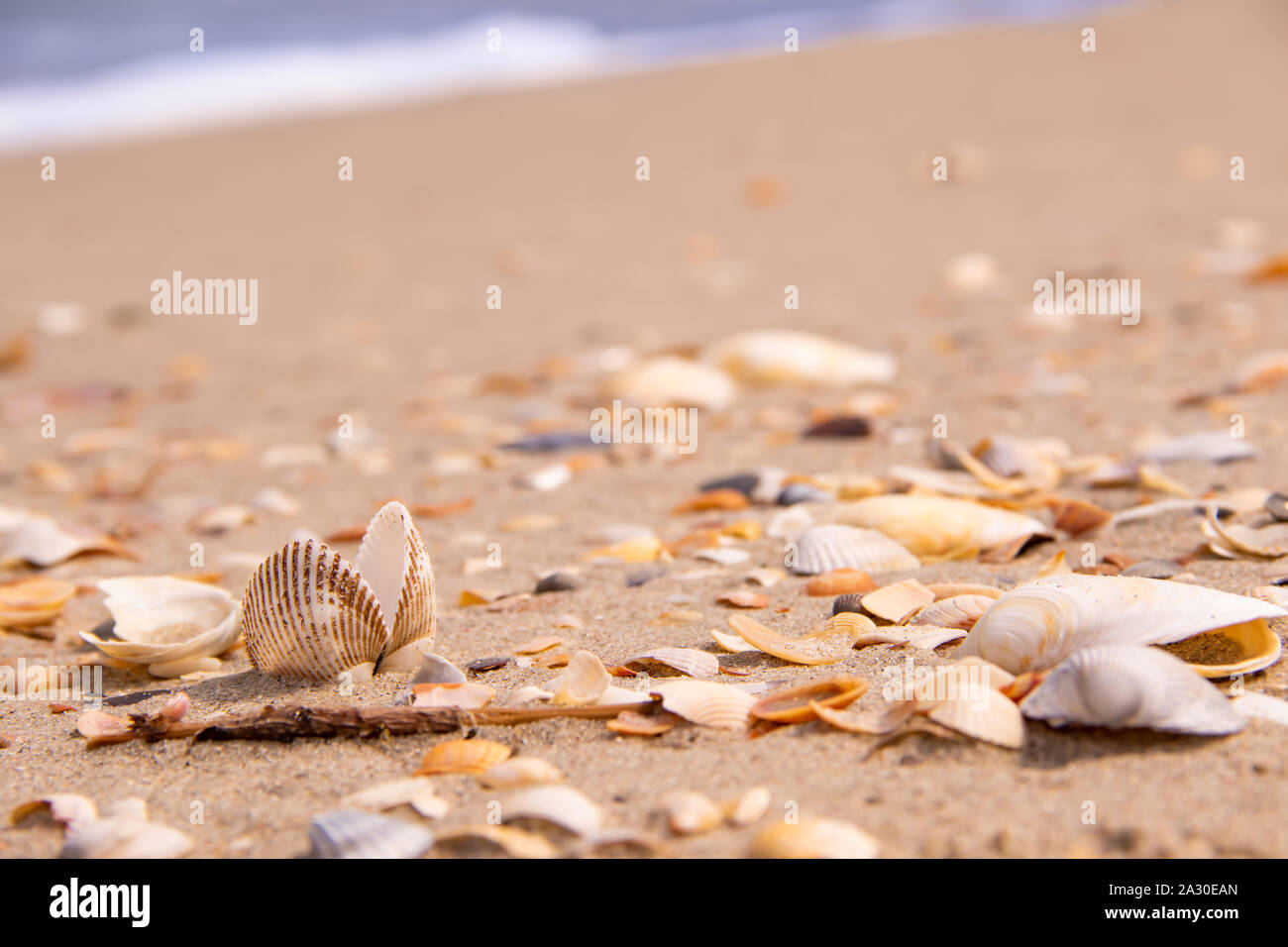A double beautiful shell in the middle of the sea coast tattered with ...