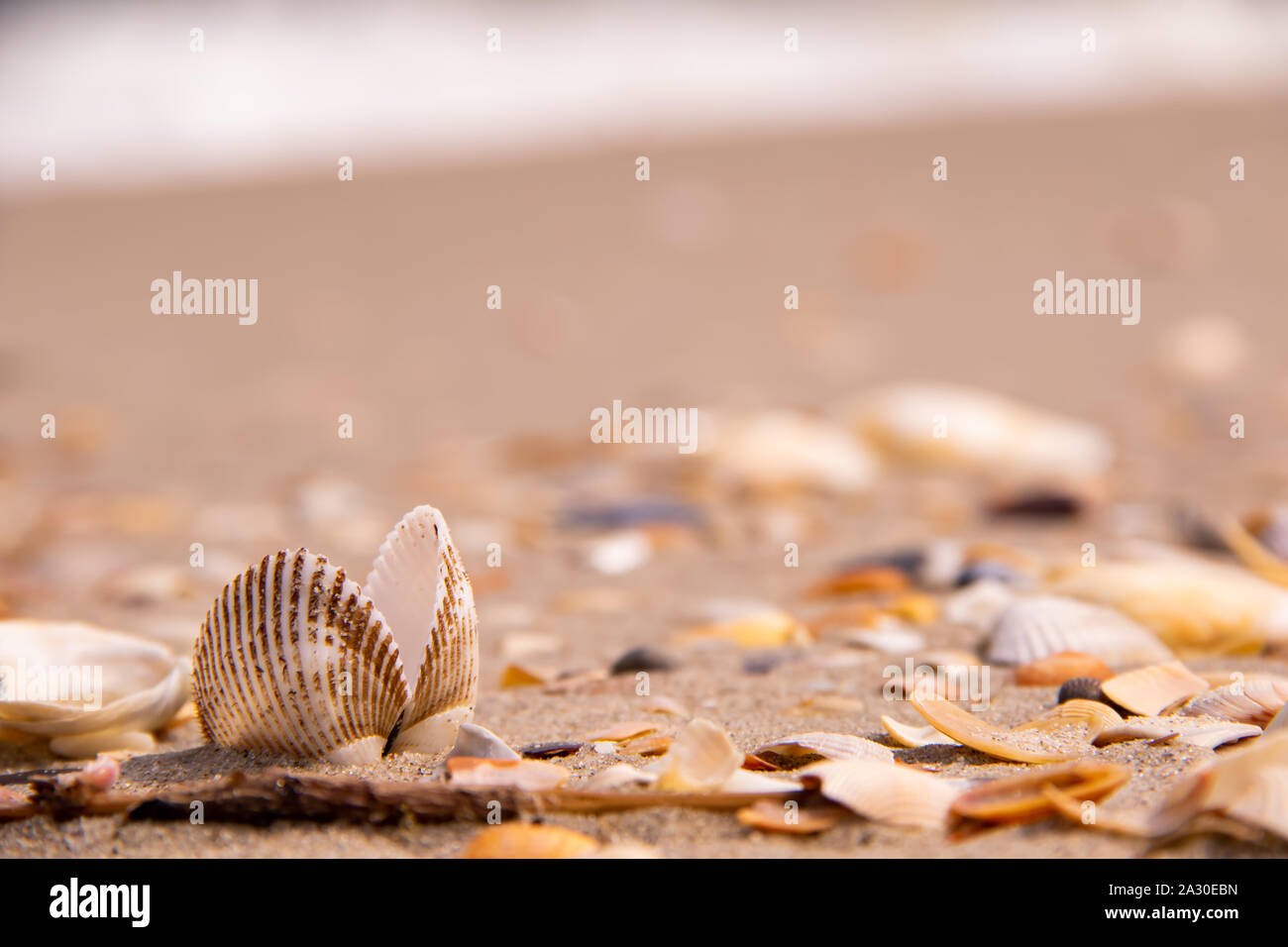 A double beautiful shell in the middle of the ocean coast tattered with ...