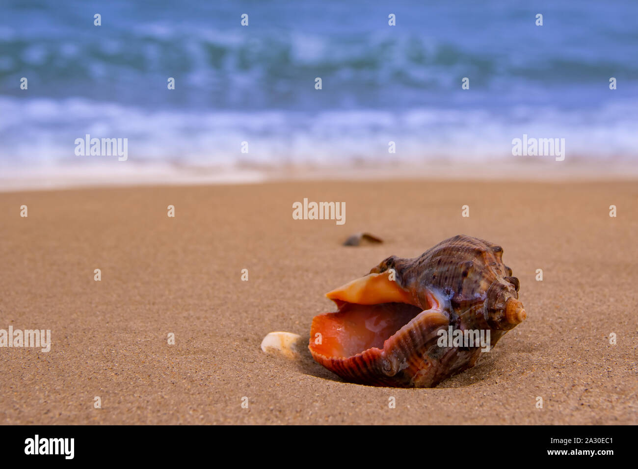 Rapan hi-res stock photography and images - Alamy