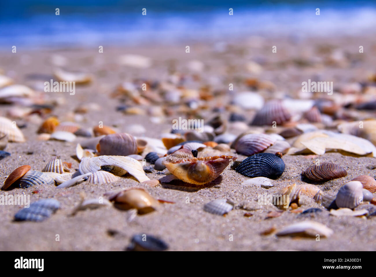 Finding cowrie shells hi-res stock photography and images - Alamy