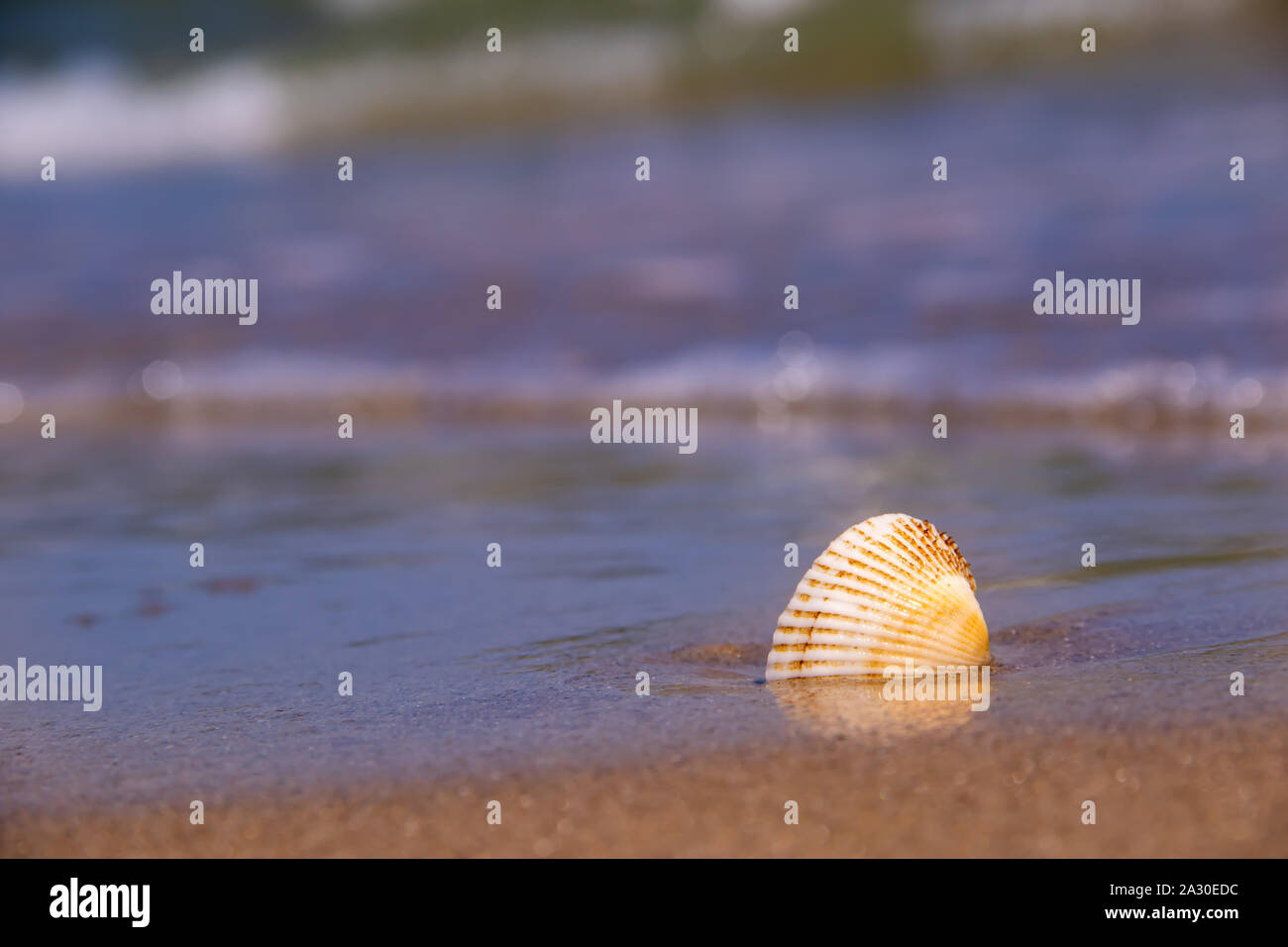 Wildlifeshell hi-res stock photography and images - Alamy