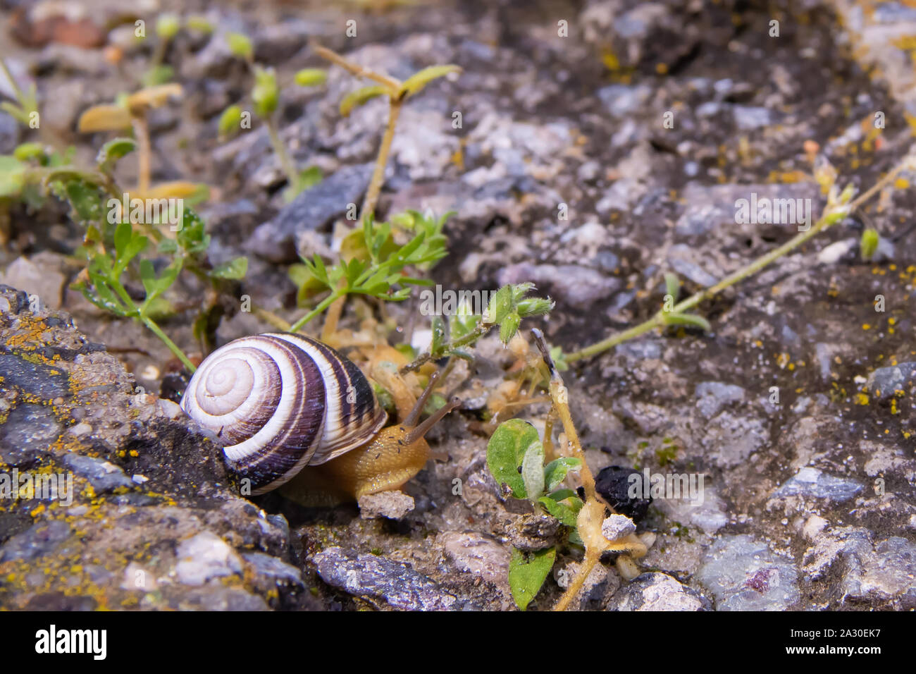 Closeup snail is crawling along a destroyed road after rain Stock Photo ...