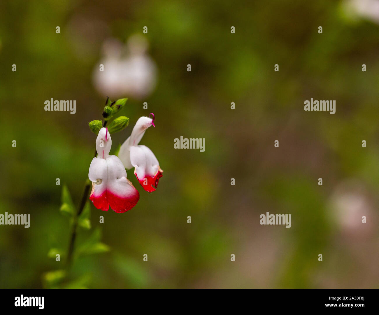 Hot lips plant hi-res stock photography and images - Alamy