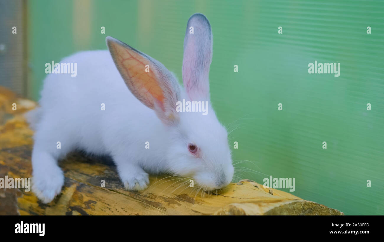 Strawrabbit hi-res stock photography and images - Alamy