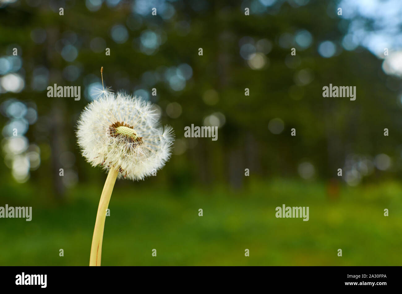 Partly blown blowball of a dandelion against blurred forest in summer ...