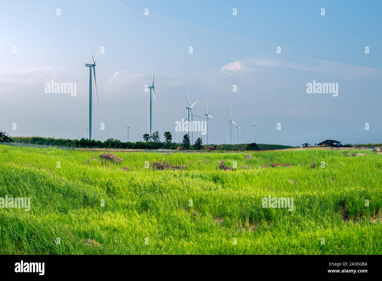 Rice field windy hi-res stock photography and images - Alamy