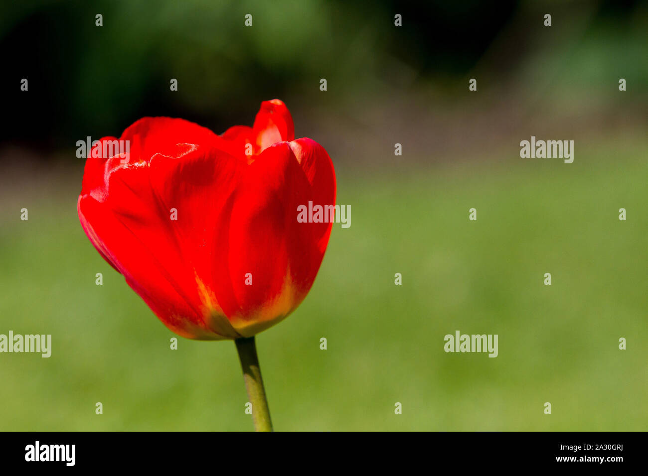Red single tulip Stock Photo - Alamy